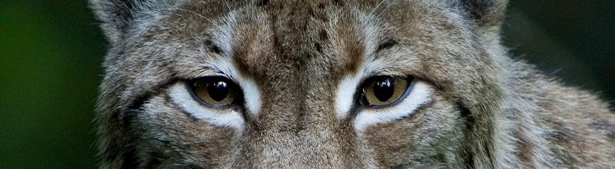 Luchs-Initiative Baden-Württemberg e& V&