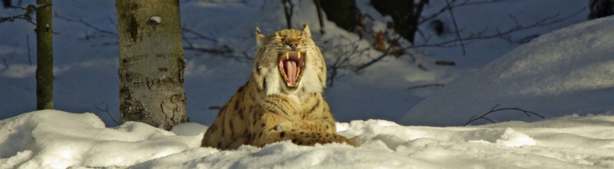 Luchs-Initiative Baden-Württemberg e& V&
